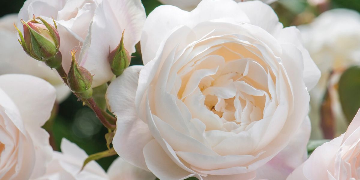 Rosiers Anglais