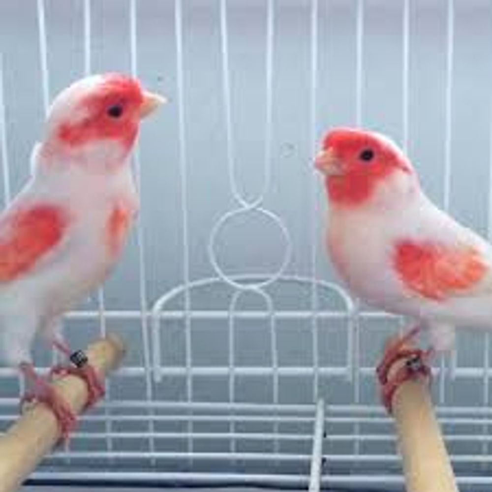 California Canaries