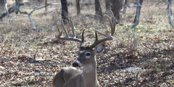 Diamond A Whitetail Trophy Hunts