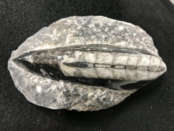 Cephlapod Fossil