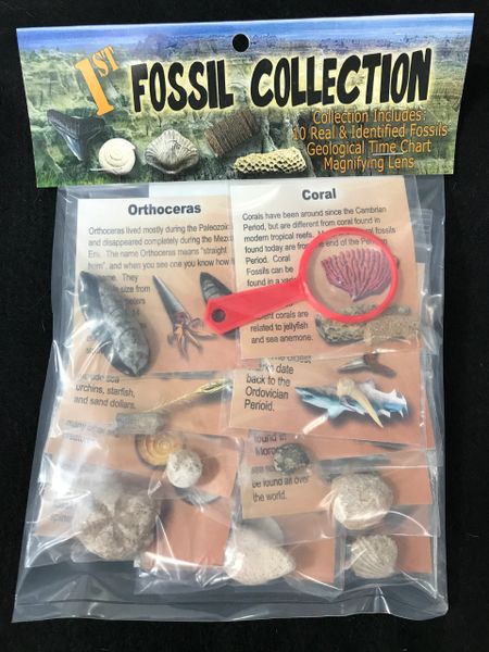 Kids Fossil Kit