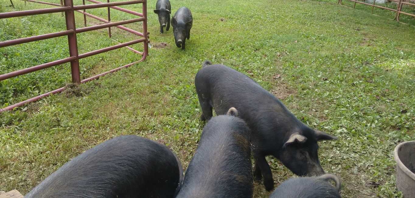 American Mulefoot Breeders Association, Inc.