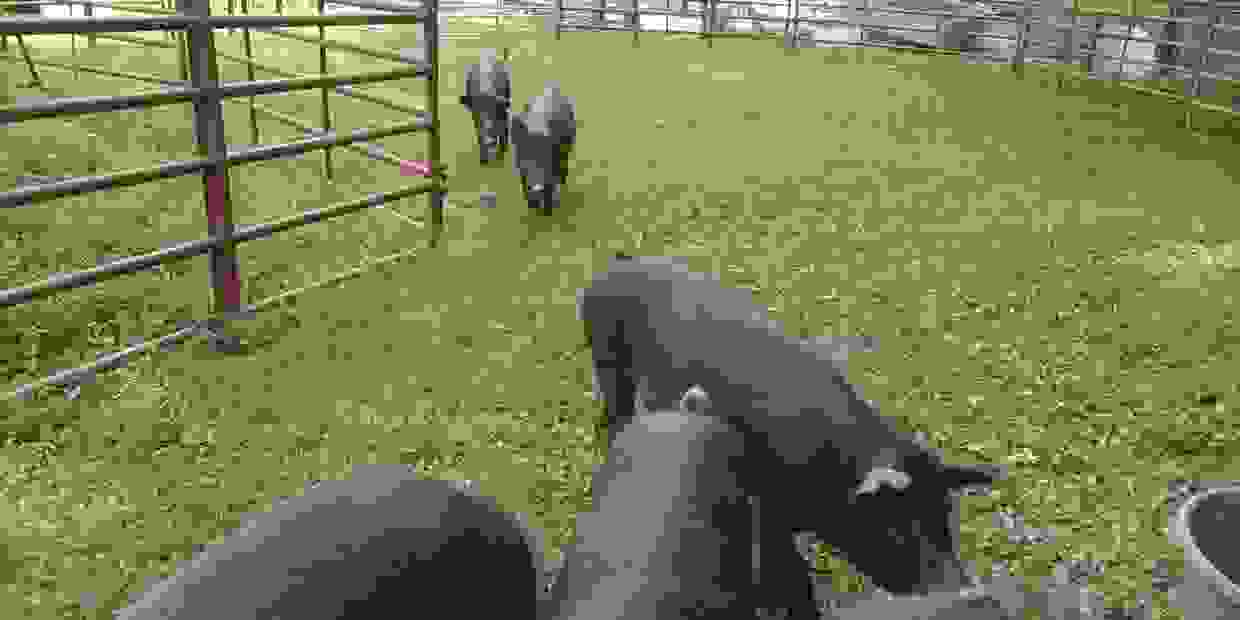 American Mulefoot Breeders Association, Inc.