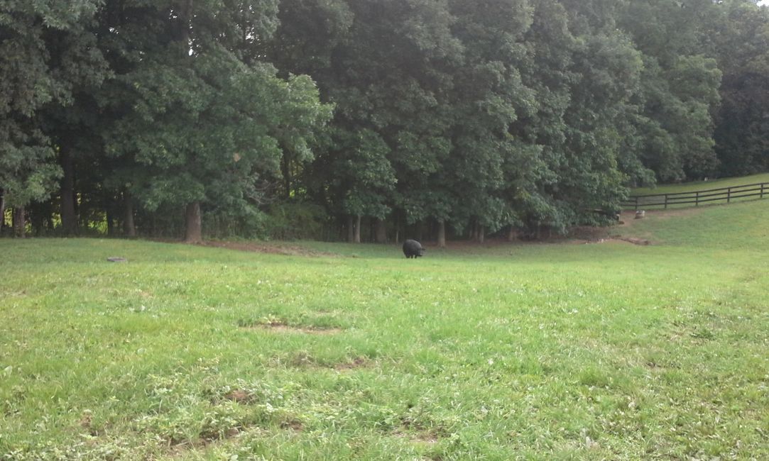 American Mulefoot Breeders Association, Inc.