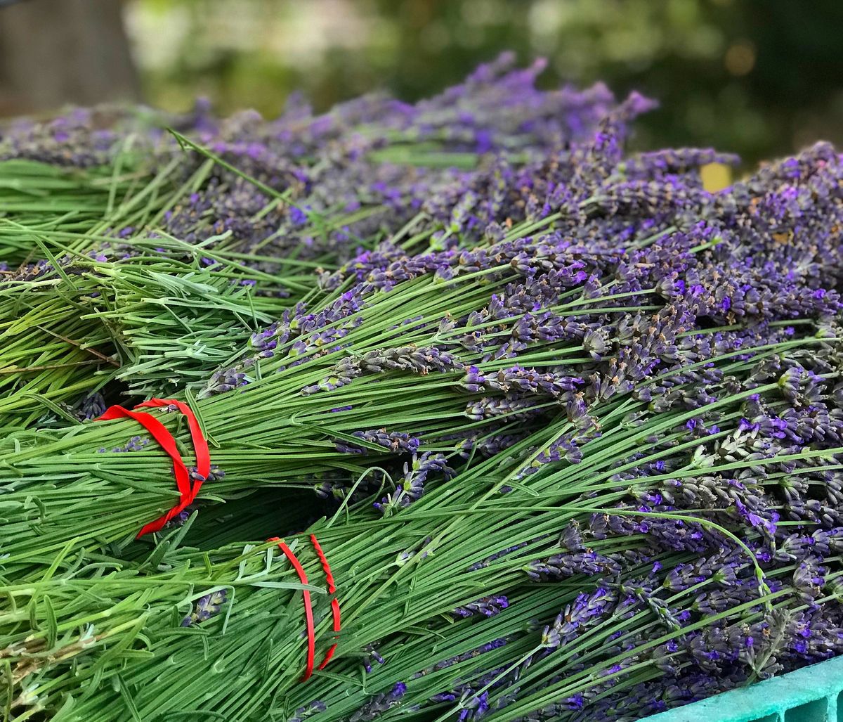 Purple Rain Lavender