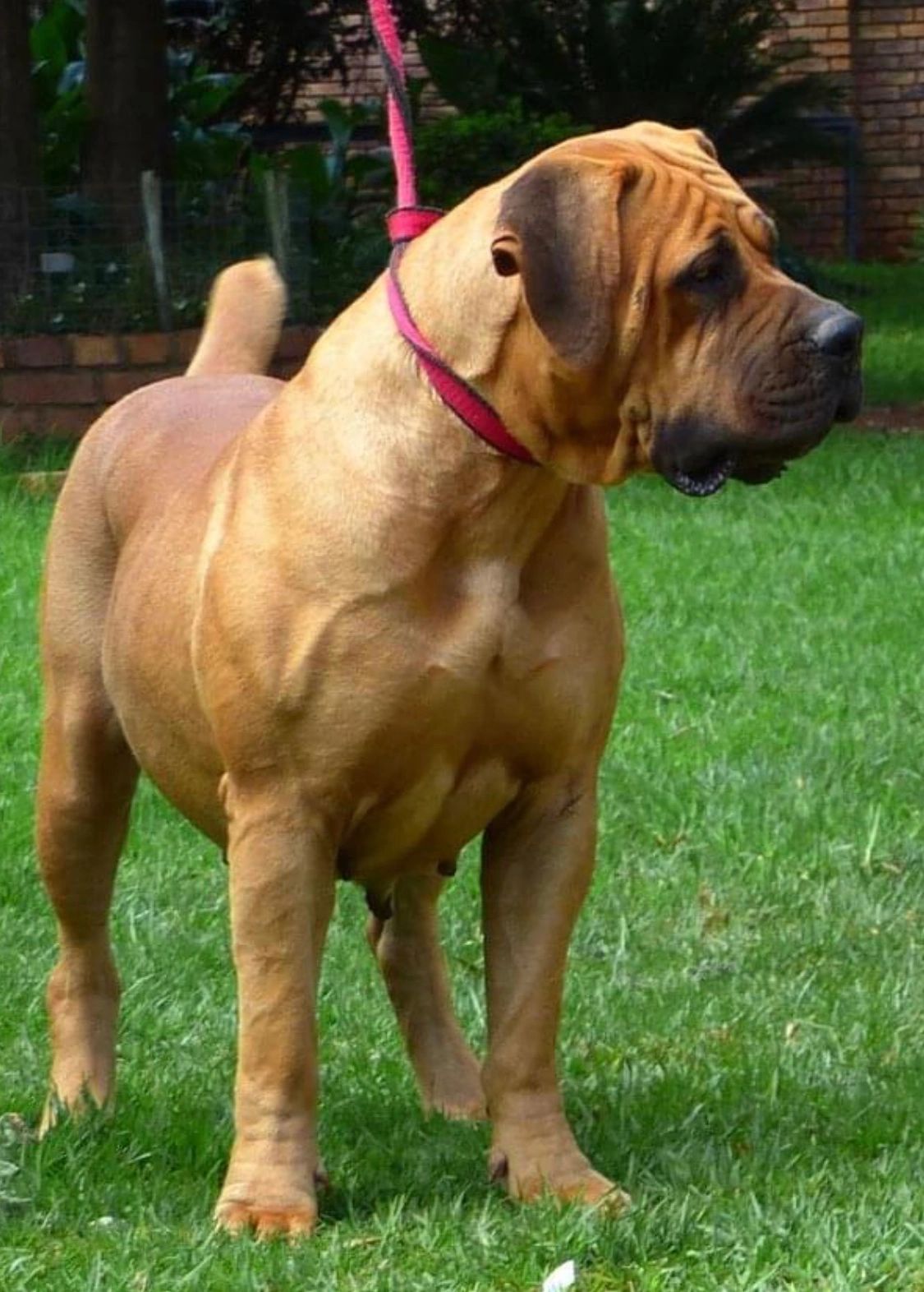 Females | So Cal Boerboels