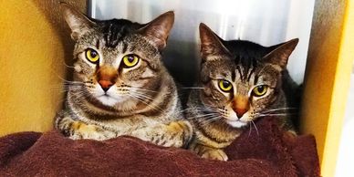 Cats | The Ark of San Juan Animal Rescue
