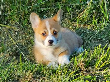 Corgi Puppies Available! | Highbrow Corgis