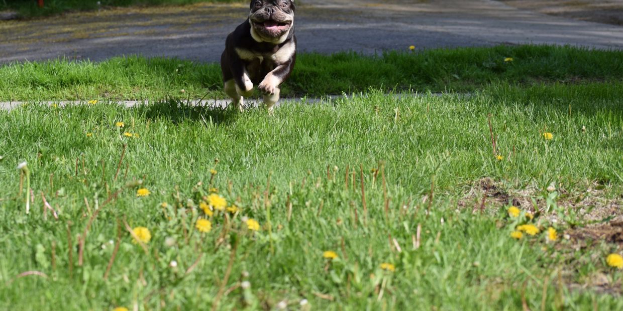 Exercising your Frenchie