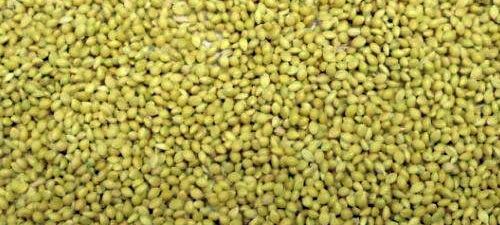German Millet 5 lbs