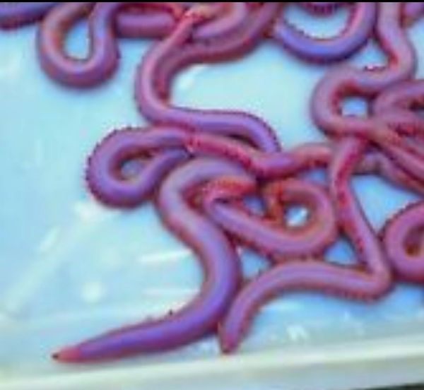 BLOODWORMS