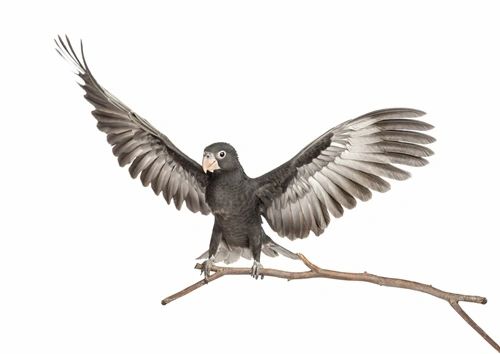 Bird Breeder - Birds, Parrots, Birds, Breeder