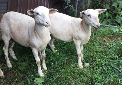 Katahdin Sheep | MAPLESHADEBOERS.COM