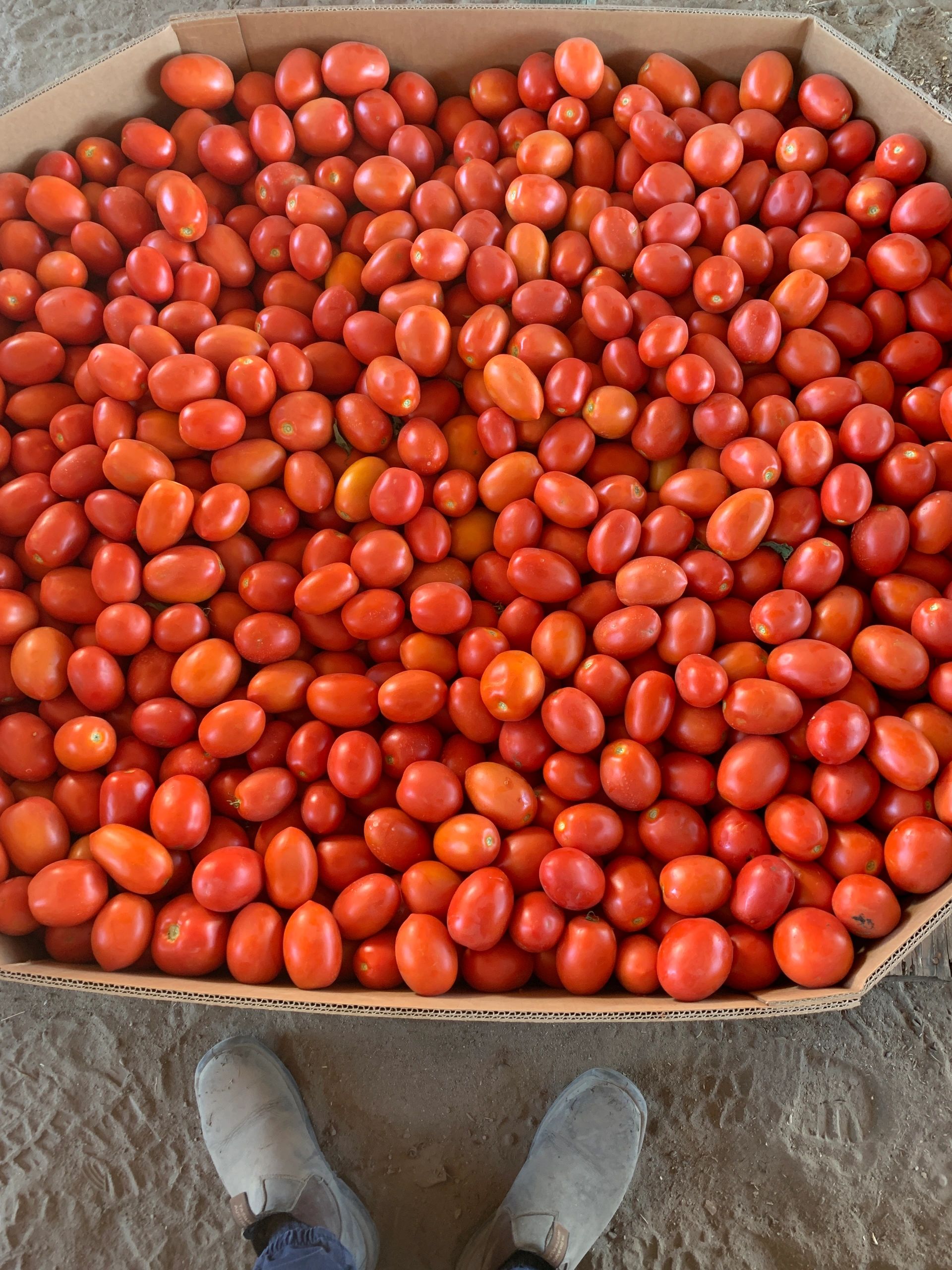 King Tomato Farm - Fruit Stand, Farmers Market, Vegetables