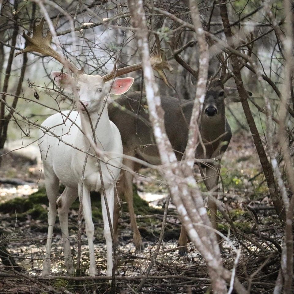 Acadian Whitetails & Exotics - Hunting, Venue