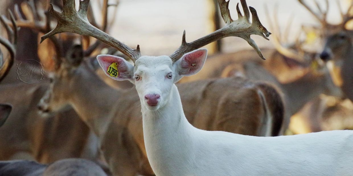Acadian Whitetails & Exotics - Hunting, Venue