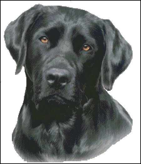 Black Labrador with NO BACKGROUND