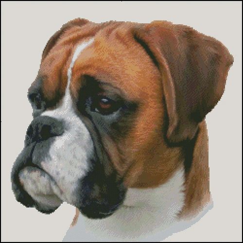 Boxer with NO BACKGROUND