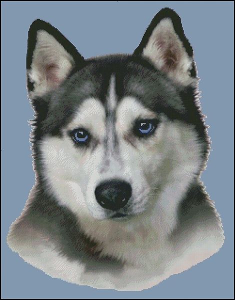 Siberian Husky with NO BACKGROUND