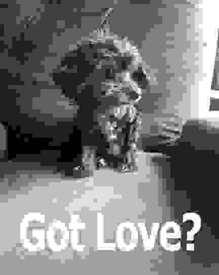 Furry Friends Foundation