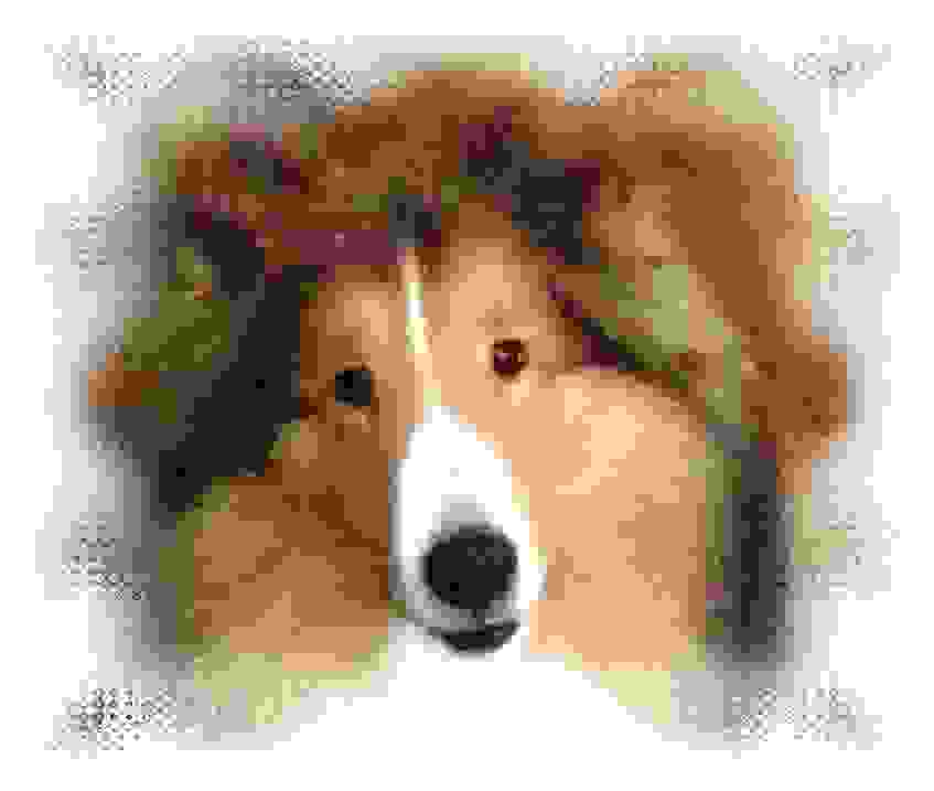 SHELTIES | Jopavist Shetland Sheepdogs