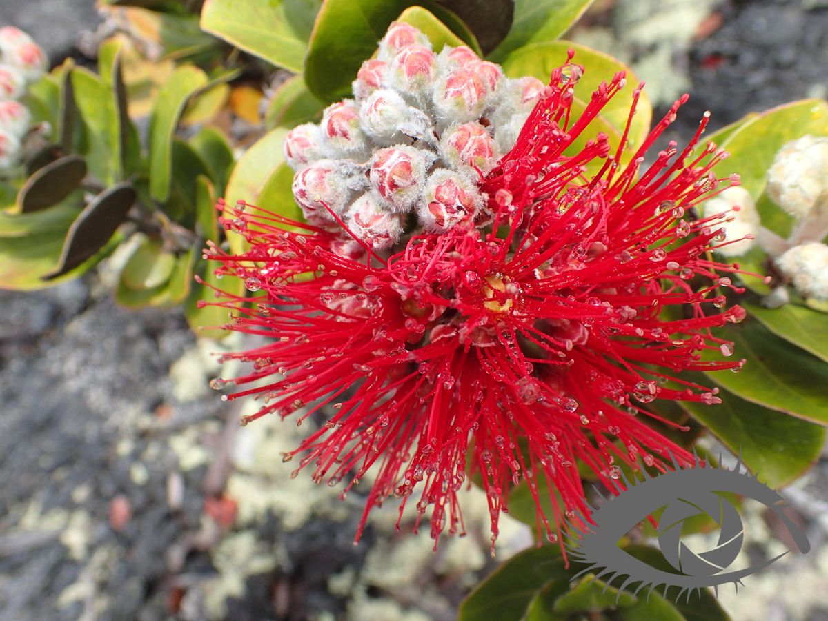 Ohaia Lehua flower, bright red flower, Hawaiian volcano flower