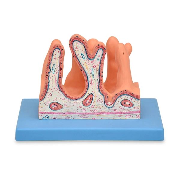 Modelo De Superficie Interna Del Yeyuno