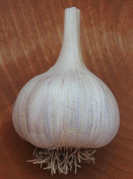 French Rocambole (Organic)