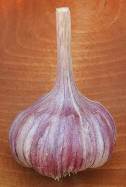 Persian Star (Organic)