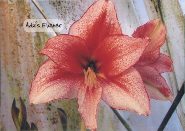 Ada's Flower