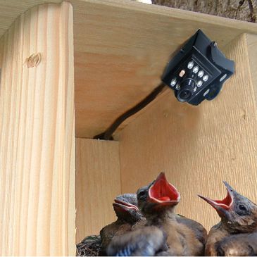 Birdhouse Spy Cam - Bird Watching Area, Video Cams, Wildlife