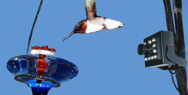 Birdhouse Spy Cam - Bird Watching Area, Video Cams, Wildlife
