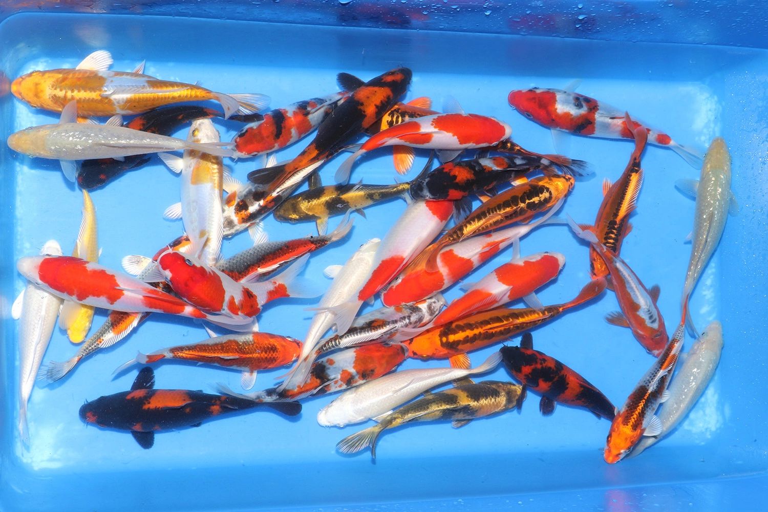 KOI-R-US - Aquatics, Japanese Koi, Pond Supplies