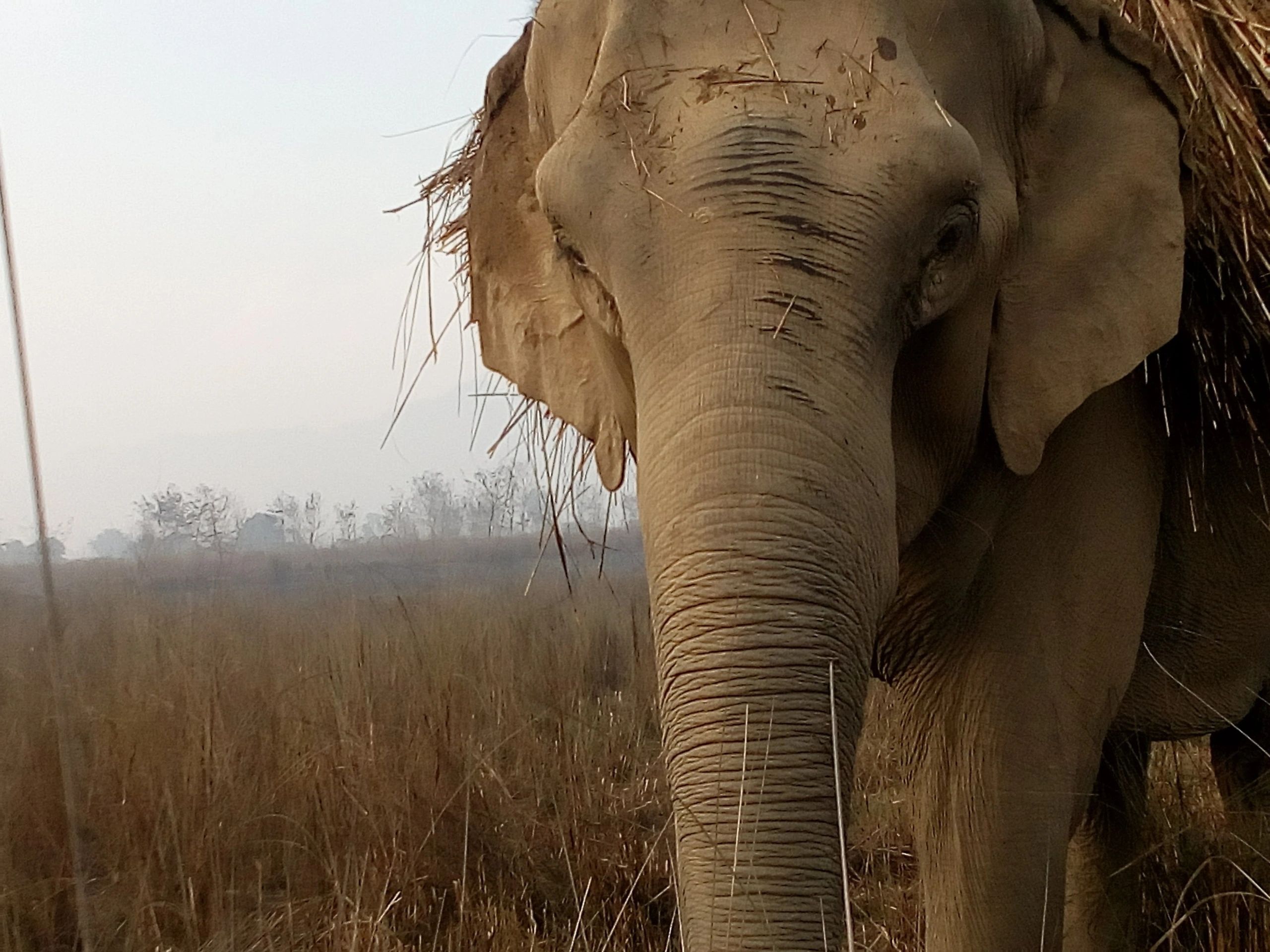 Elephation - Positive Reinforcement Training, Elephant Welfare