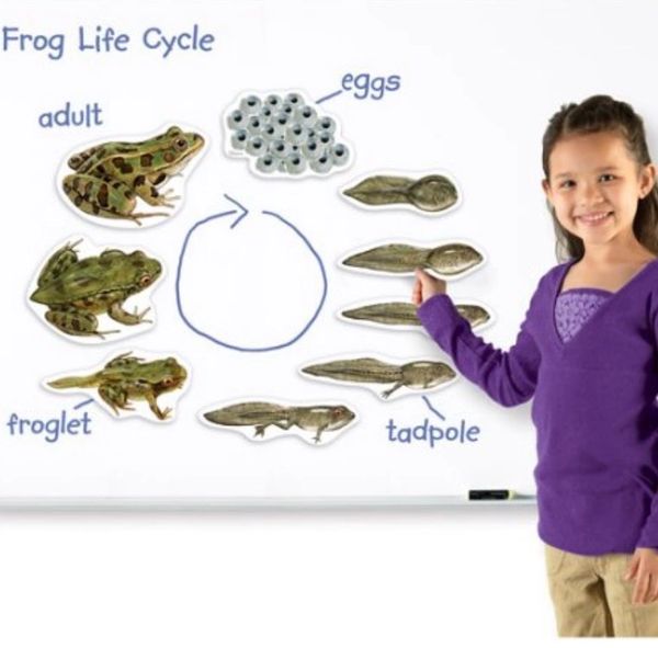 Gigantic Magnetic Frog | Classroom Express