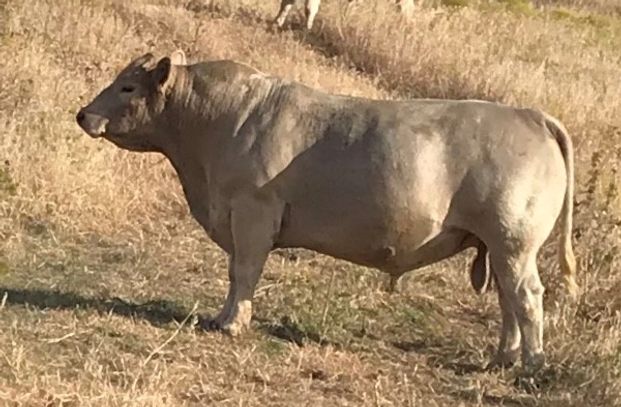 Bulls for Sale | Crispin Murray Grey Cattle