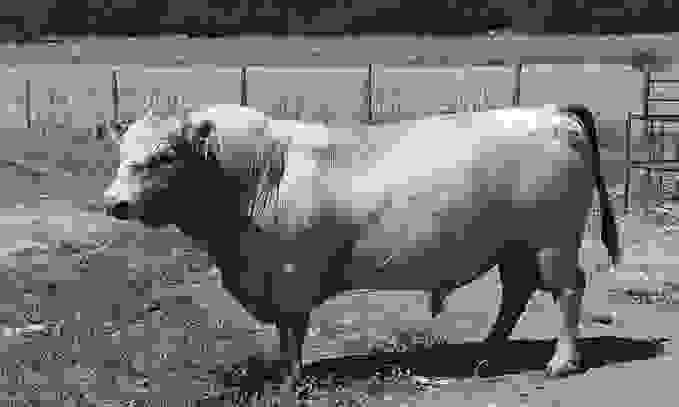 Bulls for Sale | Crispin Murray Grey Cattle