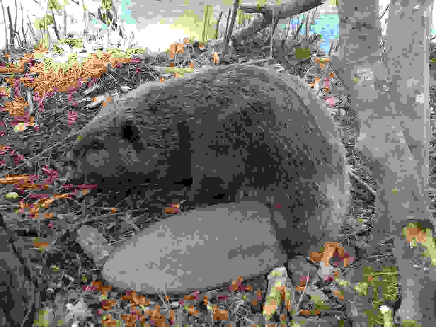 Beaver Control | AAAC Wildlife Removal of South Carolina