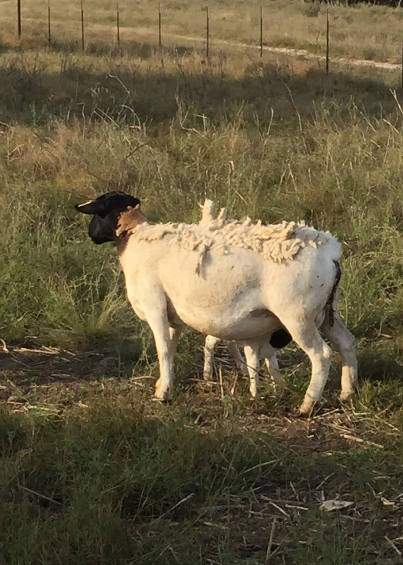 Dorper Sheep Bernhard Ranch