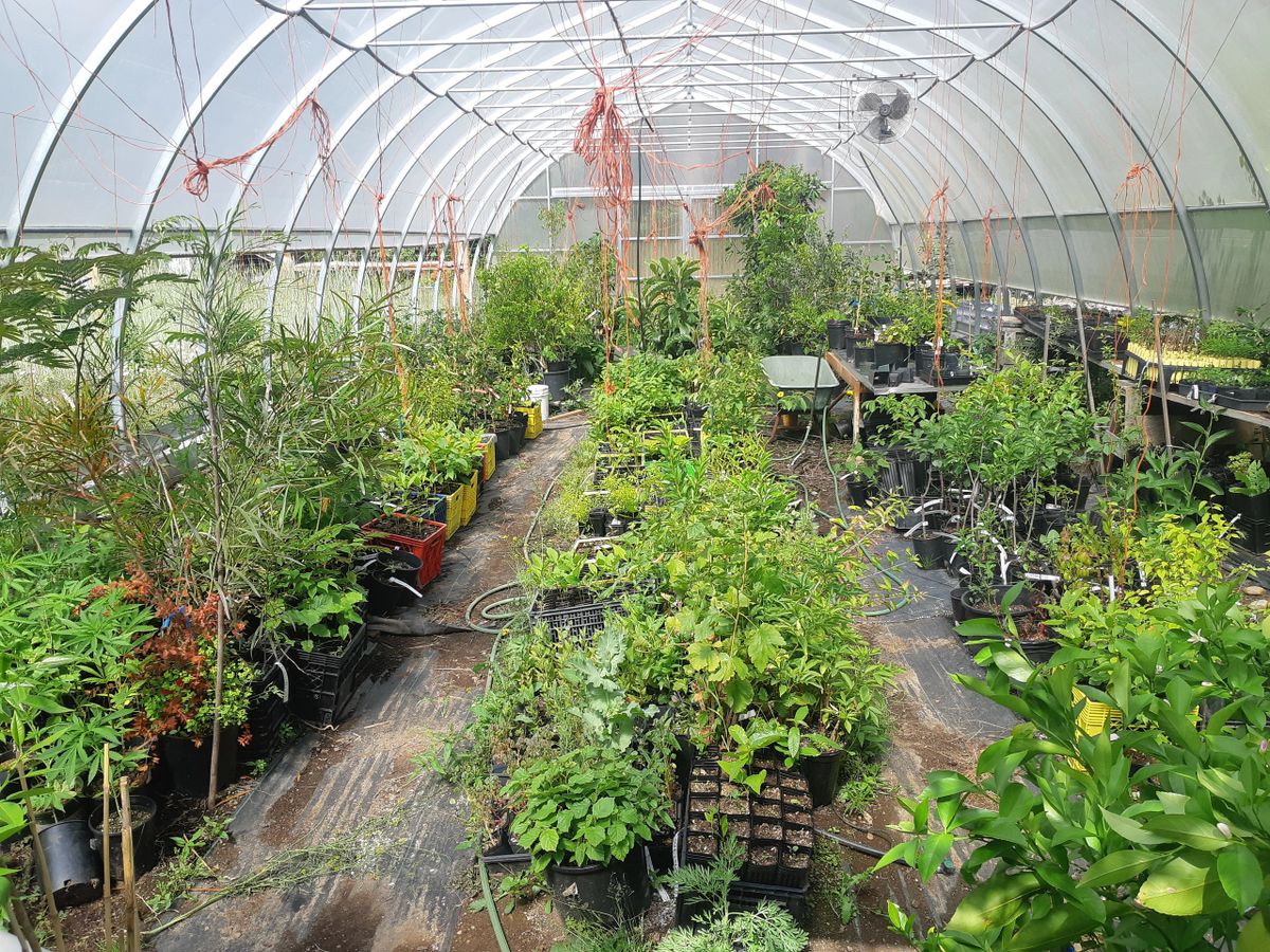 Other Useful Plants