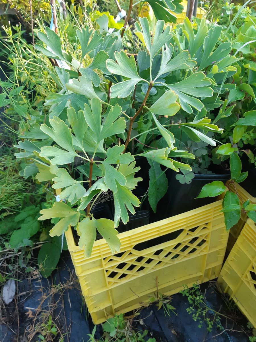 Gingko biloba
