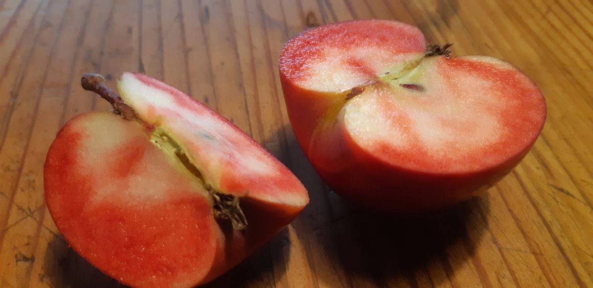 Apple, Dwarf rootstock