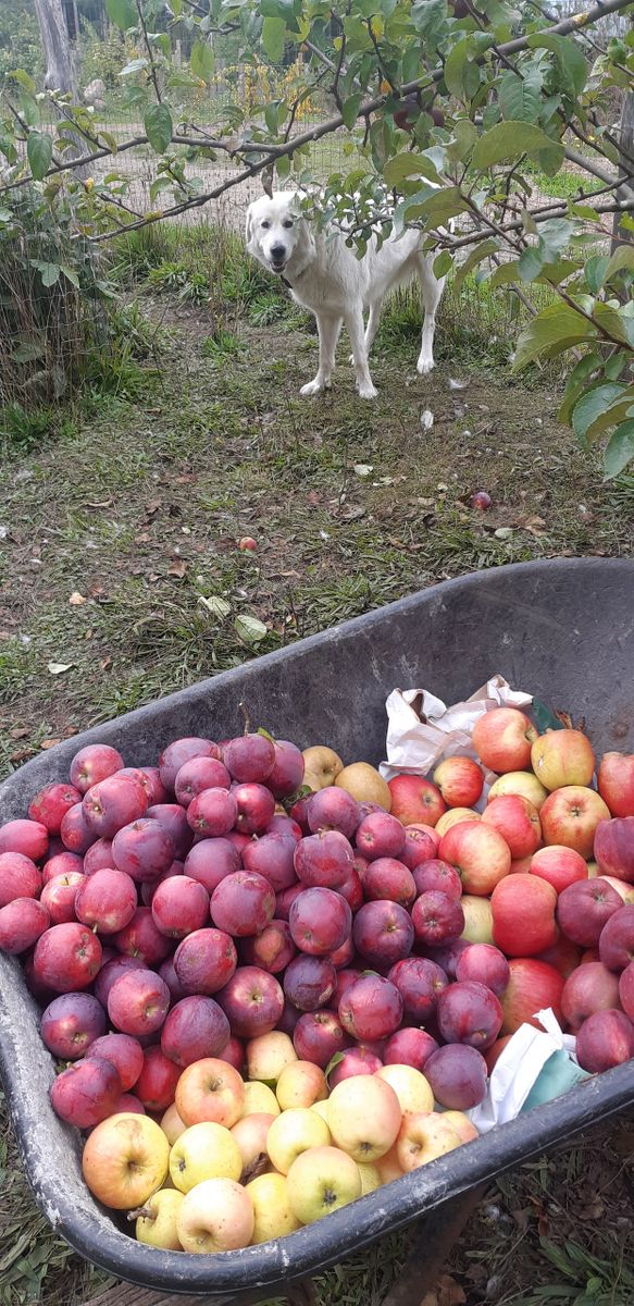 Apple, Dwarf rootstock