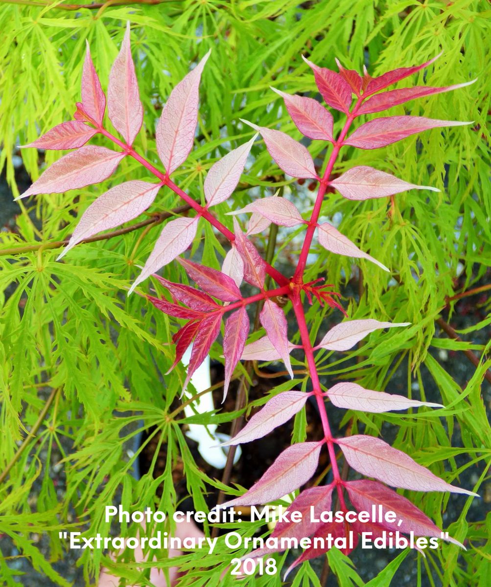 Chinese vegetable tree / Toona
