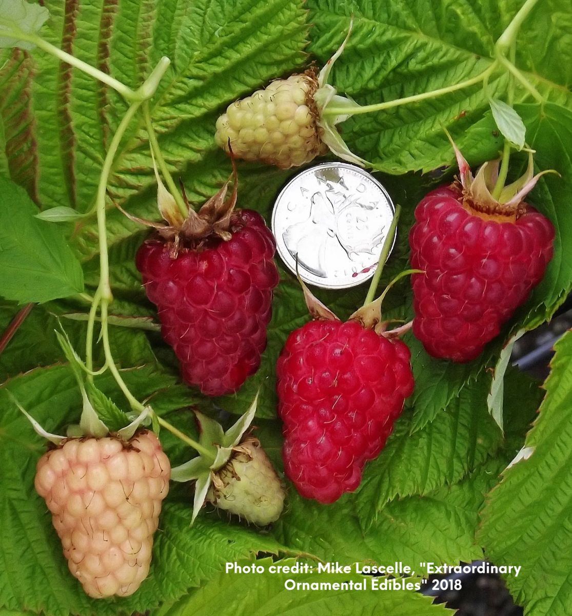 Raspberry , Heritage (Everbearing)