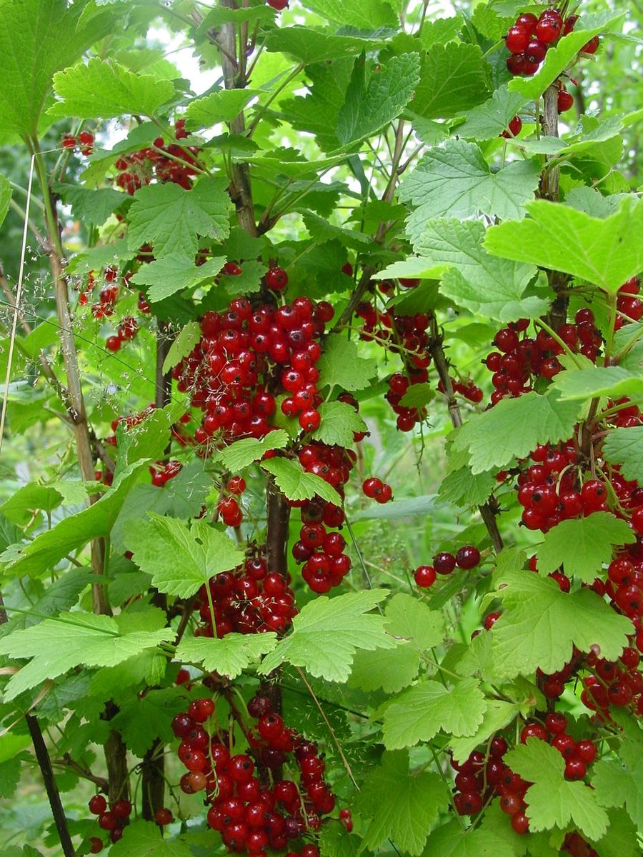 Currants