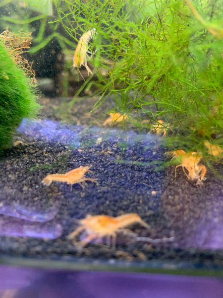 Cpo Mexican Dwarf Orange Crawfish