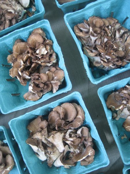 Maitake, Hen of the Woods - (Grifola frondosa) | Mushroom Mountain