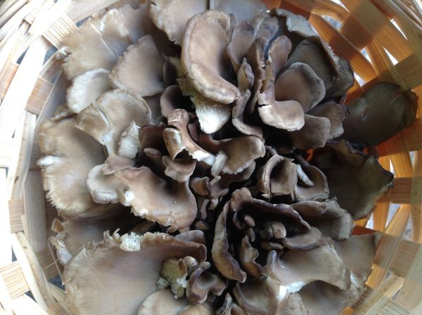 Maitake, Hen of the Woods - (Grifola frondosa) | Mushroom Mountain